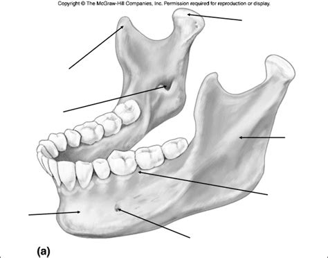 Bio 205 Lab Mandible Diagram Quizlet