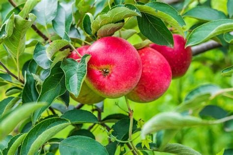 P1 Object Detection Dataset V1 2024 01 12 2 37pm By Project1