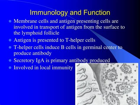 L6tonsillitis Adenoids Tonsillar Hypertrophy Lecturepdf