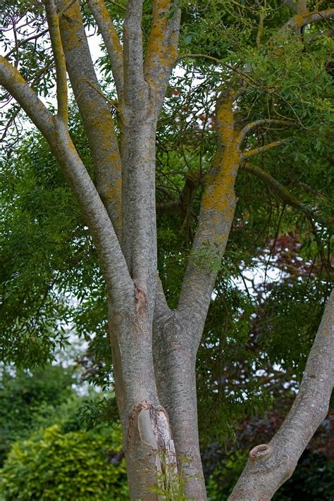 Tree Nature Beautiful Free Photo On Pixabay Pixabay