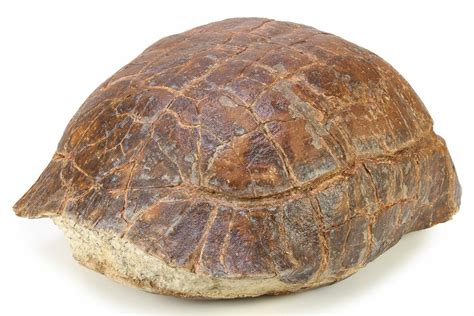 118 Colorful Inflated Fossil Tortoise Stylemys South Dakota