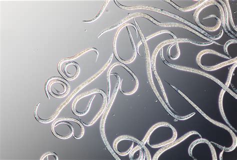 Beneficial Nematodes For Biological Pest Control Koppert Kenya