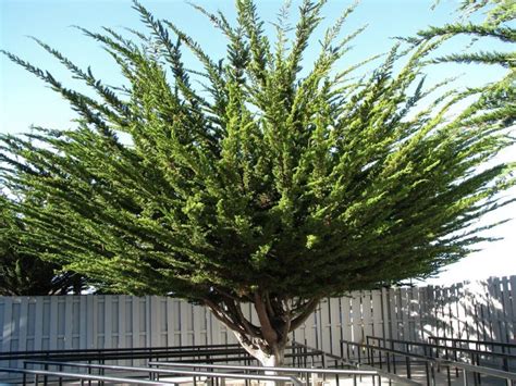 13 Types Of Cypress Trees Our Favorite Varieties With Pictures Mymydiy Inspiring Diy Projects