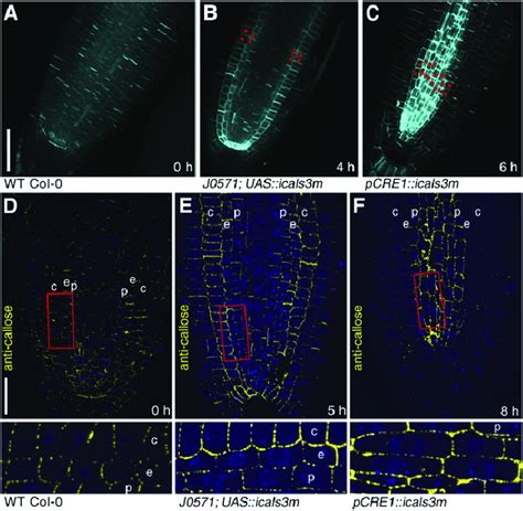 Tissue Specific Induction Of Callose Biosynthesis By Cals3m Download