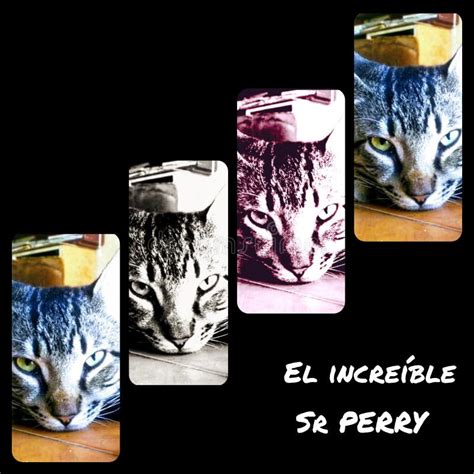 Cat Collage One Stock Image Image Of Colors Catphoto 267945137