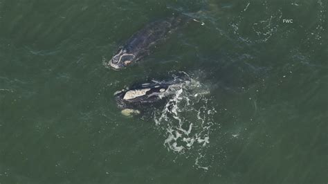 Endangered Right Whales Make Rare Appearance With Newborns Near Ponte Vedra Beach