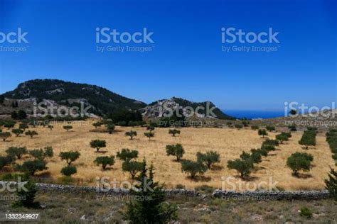 고원에 올리브 나무의 필드 시미의 섬 도데카네스 군도 그리스 0명에 대한 스톡 사진 및 기타 이미지 0명 그리스 남에게주 Istock