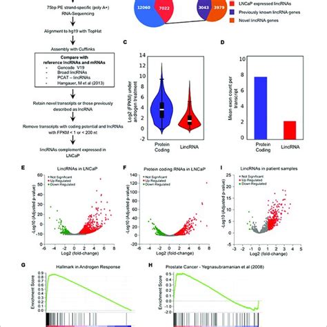 The Androgen Responsive Long Intergenic Non Coding Rnas Transcriptome Download Scientific