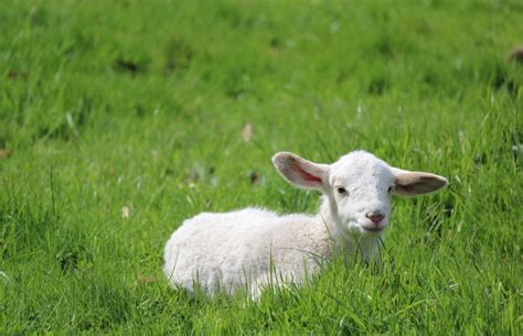 He Makes Me Lie Down In Green Pastures