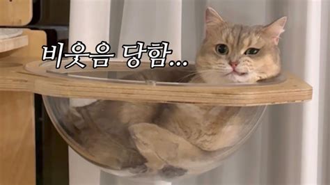 고양이를 짝사랑하는 집사 일상vlog Youtube