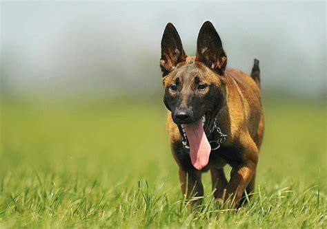 The 5 Most Popular Police Dog Breeds In 2024 K10 Workingdogs