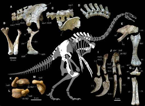 Species New To Science [paleontology • 2025] Duonychus Tsogtbaatari