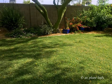 Bermudagrasslawnarizonaweeds 005 Desert Gardening 101