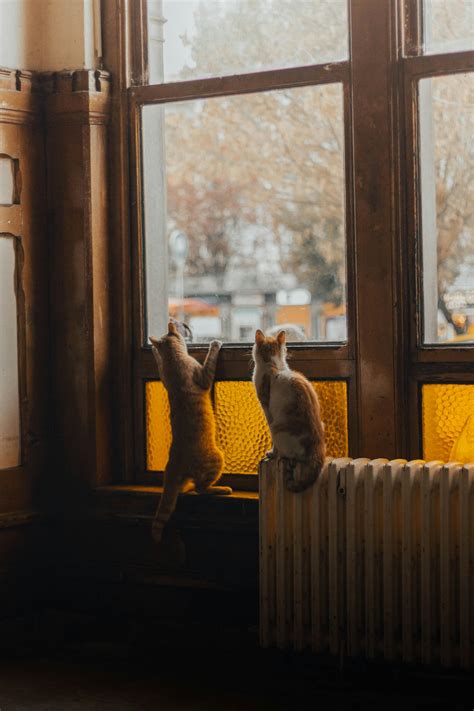 Bigboobanimewallpaper Photos Download The Best Free Bigboobanime