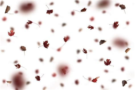 Sample Leaf Overlay