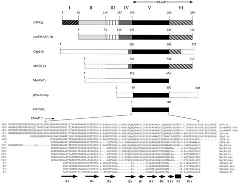 Alignment Of The Amino Acid Sequences Of P43 And Related Proteins Top