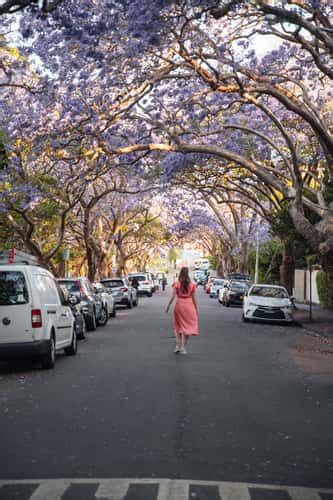Top Photo Spots At Jacaranda Trees In 2026