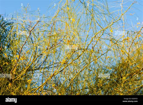 Desert Museum Palo Verde Tree Branches With Flowers And Blue Sky