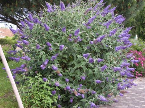 Buddleja X Lochinch Plants Butterfly Bush Garden Styles