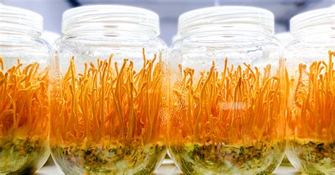 Medicinal Fungus That Boosts Sex Drive Might Also Ease Jet Lag Blues Too