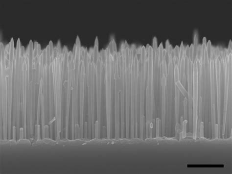 Cross Sectional Sem Image Of Gaas Alinp Core Shell Nanowires Scale Bar
