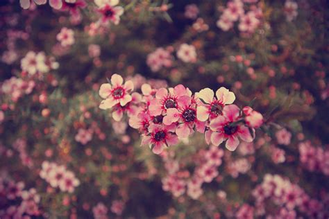 Tumblr Flowers Desktop Wallpapers Top Free Tumblr Flowers Desktop