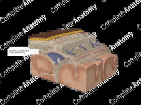 Epicranial Aponeurosis Complete Anatomy