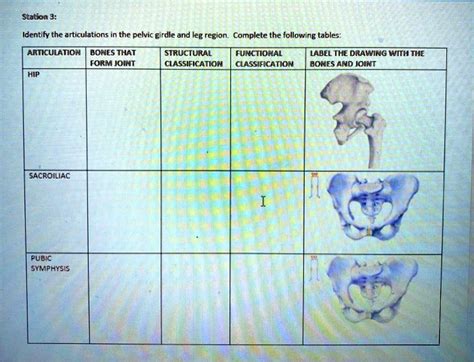 Station 3 Identify The Articulations In The Pelvic Girdle And Leg Region Complete The