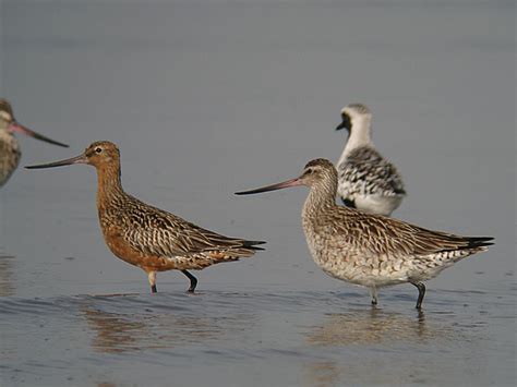 オオソリハシシギ♂と♀04