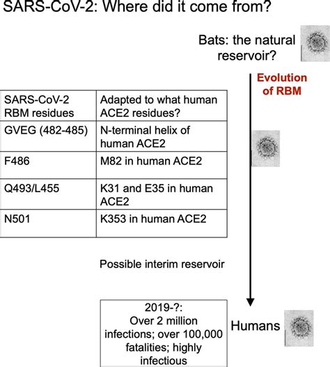 Of Ace2 Adaptation And Evolution Of Sars Cov 2 Several Structural Download Scientific Diagram