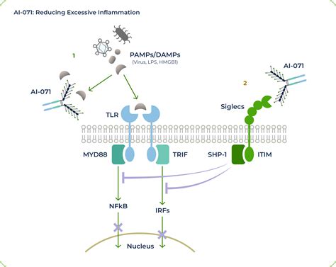 Leveraging Siglec Antibodies To Outsmart Cancer Oncoc4 Approach