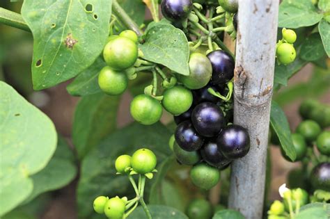 100 Garden Huckleberry Ground Cherry Solanum Melanocerasum Berry Fru