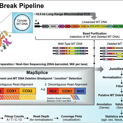 pdf splice break exploiting an rna seq splice junction algorithm to