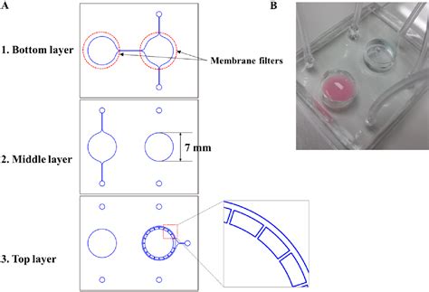 Figure 3 From Lab On A Chip System For Size Based Gold And Polymer