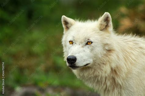 Yellow Eyed White Wolf