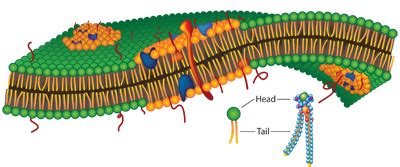 Sparse Inverse Covariance Estimation With The Graphical Lasso