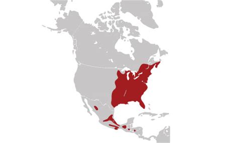 10 Different Types Of Squirrels And How To Identify Them