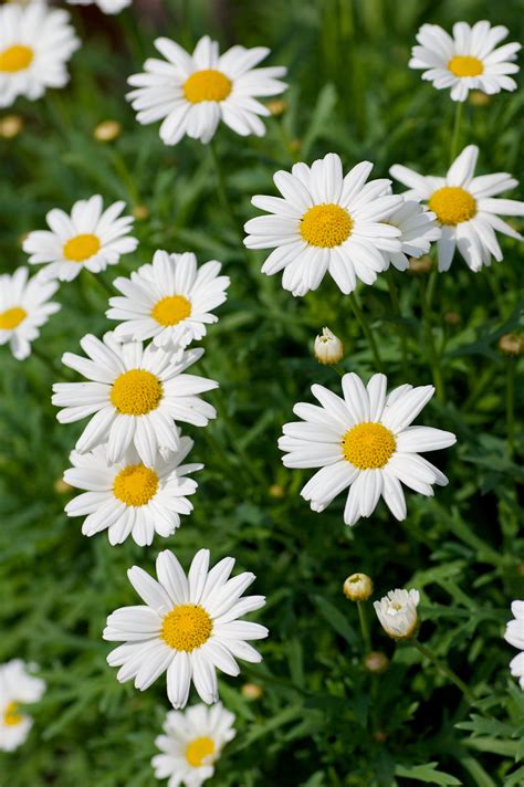 Margerit En Klassiker Med Sommarkänsla