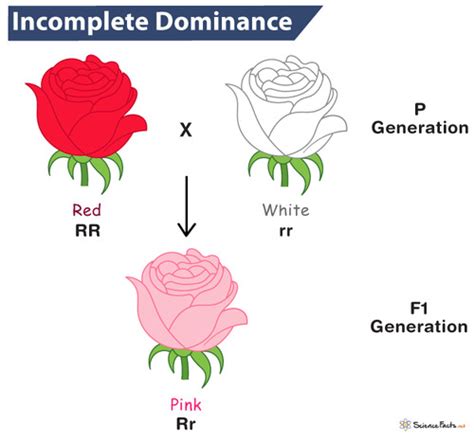 Genetics And Inheritance Flashcards Quizlet