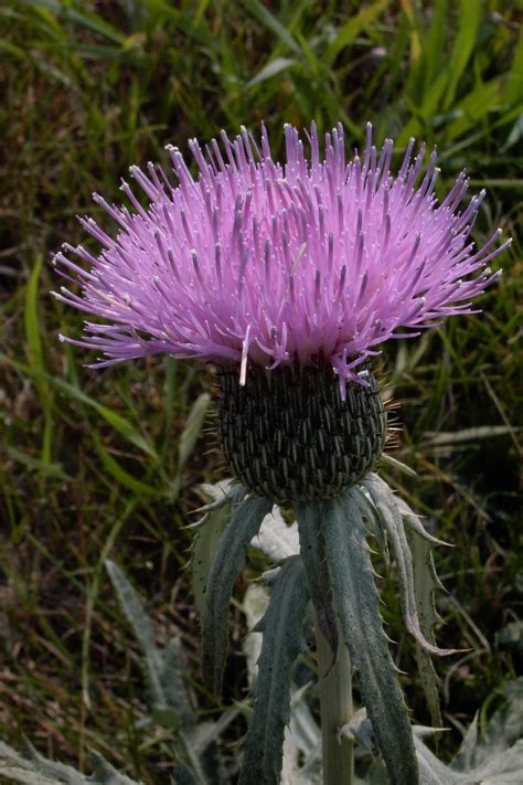 20070000 Cirsium Flodmanii Flodmans Thistle Prairie Cwallis Alberta Wilderness Association