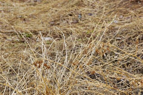 Old Grass Dry Grass Cover Background Texture Stock Image Image Of