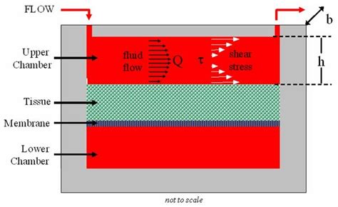 1 Schematic Of Bioreactor Flow Configuration The Bioreactor Consists