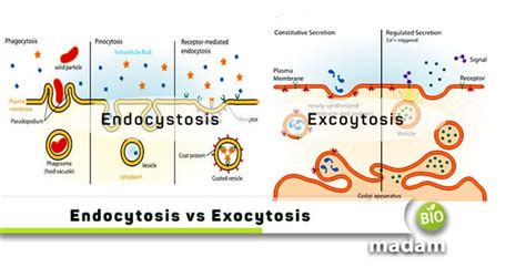 Difference Between Endocytosis And Exocytosis Biomadam