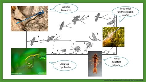 Ttpp Nº4 Odontana Mantodea Y Dermaptera Módulo 4 Youtube