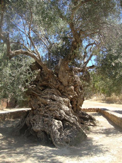 Oldest Olive Tree In The World Is Found In Crete In The Village Of