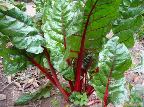 Burak - uprawa współrzędna