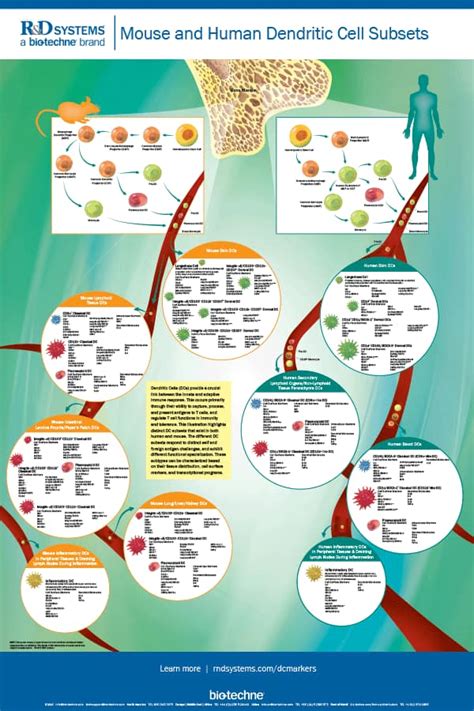 Mouse And Human Dendritic Cell Subsets Randd Systems