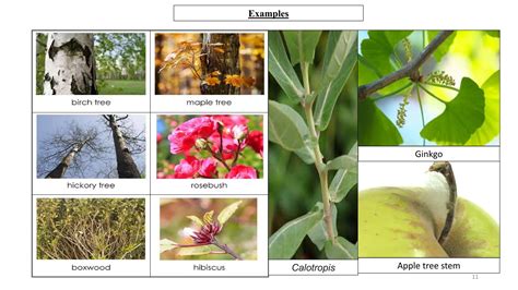 Types Of Stem By Sarah Ashfaq Botanist PPTX