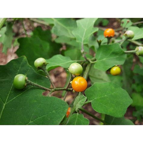 เมล็ดพันธุ์มะแว้ง หรือ บักแข้งขม Sdbz Shopee Thailand