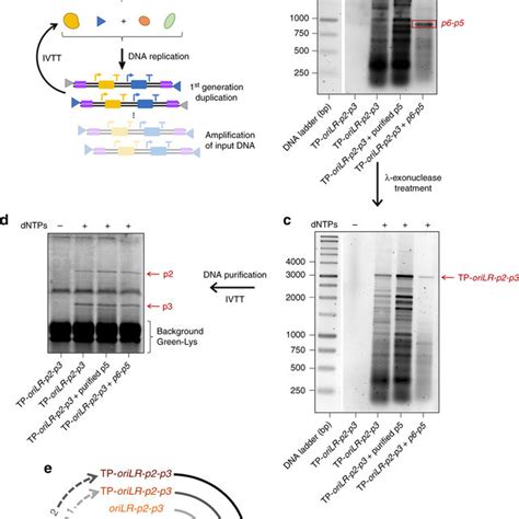 A Semisynthetic Cell With Implemented Φ29 Based Linear Dna Replication Download Scientific